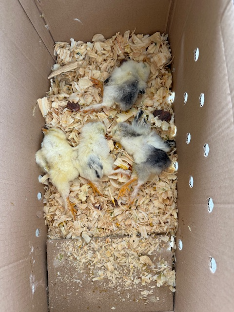 Petition · Stop USPS handling chicks sitting for days on a truck or at ...