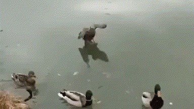 Petition · Allow Duck Curling in the Olympics - United States · Change.org