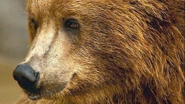 Petizione · Salviamo l’orsa Jj4, i suoi cuccioli e gli orsi sloveni ...