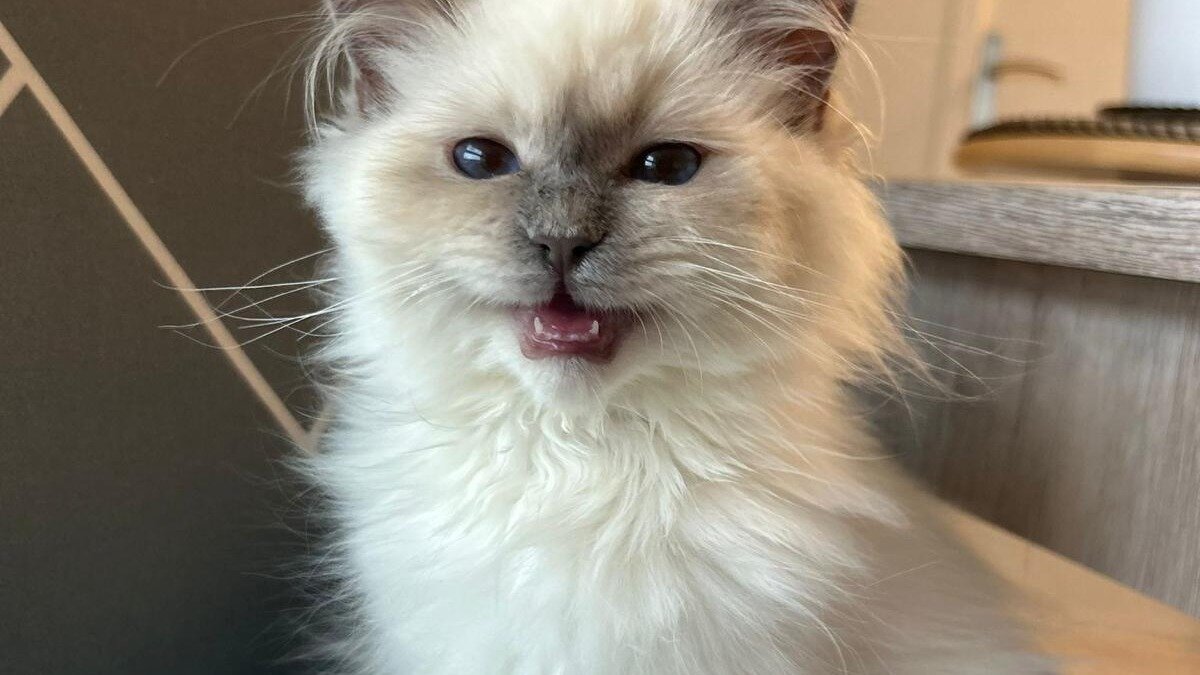 Pétition · Pour que le chat Louis récupére sa vraie identité à savoir ...