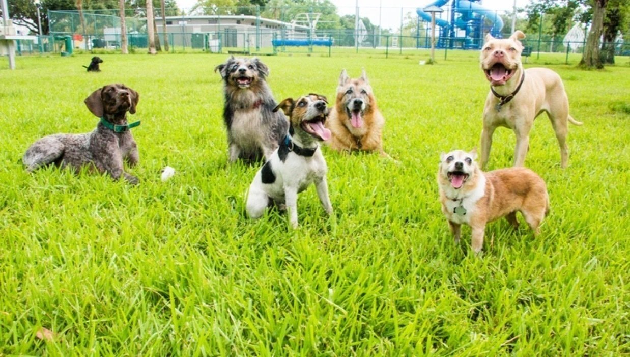 Petition · Meade County Needs a Dog Park - United States · Change.org