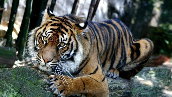 Petition · Cease deforestation and habitat destruction in order to save ...