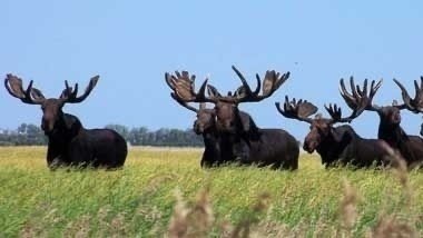 Petition · Goose is Geese so Moose should be Meese - United States ...