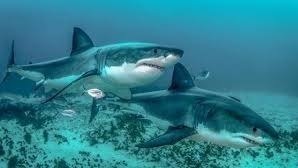 Petition · Protect the Sharks:Help Ban Shark Fin Soup - New Zealand ...