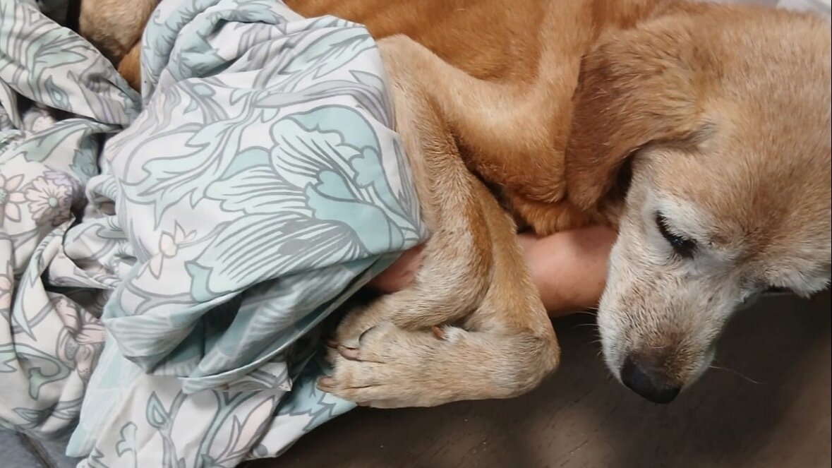 Petition · Return 'Lauren' to Kildare Animal Foundation. - Ireland ...