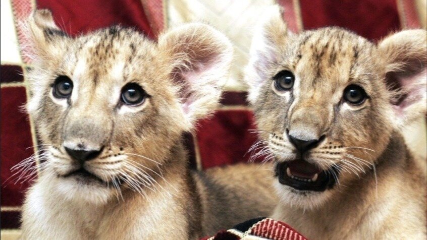 Petition · Ban the Dangerous Wild Animal Act allowing the ownership of ...