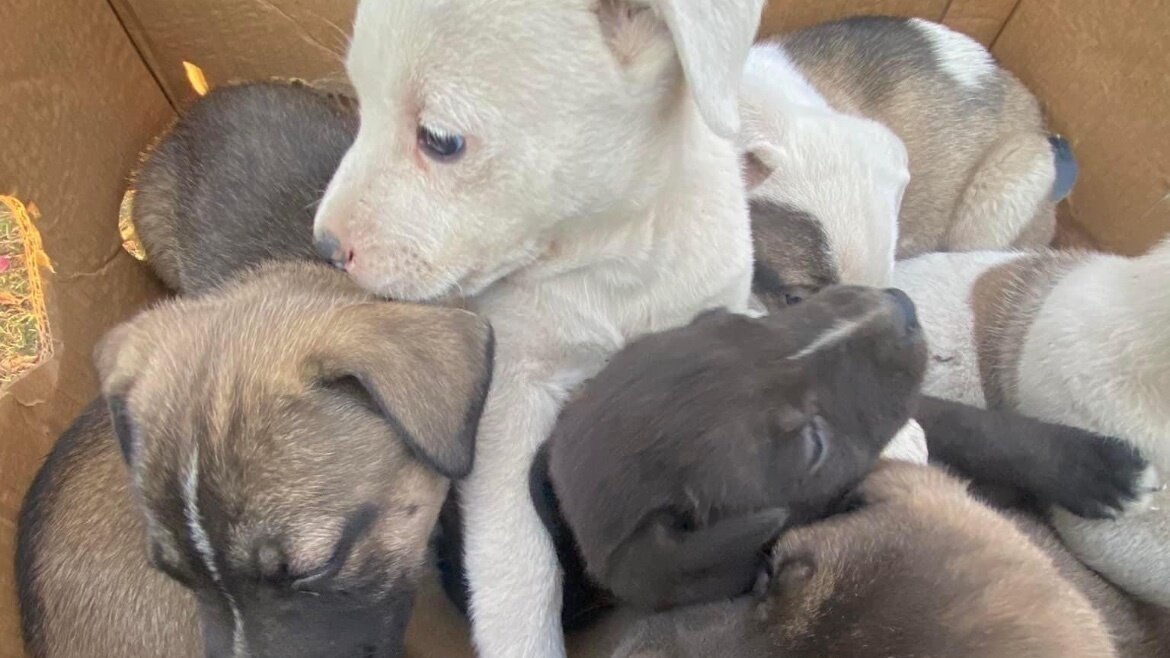 Petition · Establish a Non-Profit Animal Rescue and Shelter in Woodbury ...