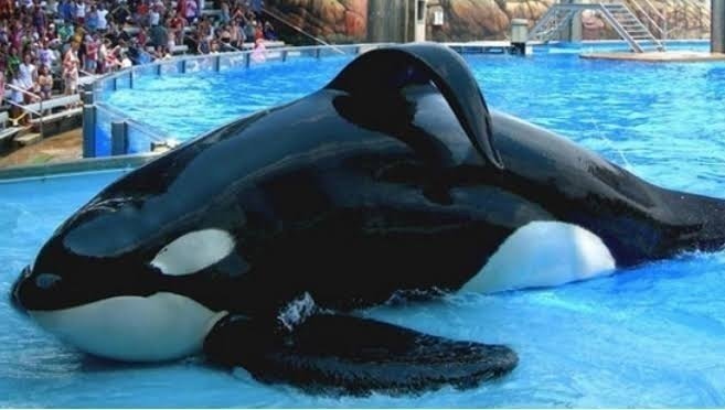 Petition · Save the Orcas in Captivity Around the World, Free Them or ...