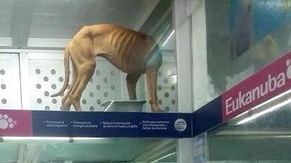 Petición · JUNGLA DE TIMO DEBE DESAPARECER - Monterrey, México · Change.org