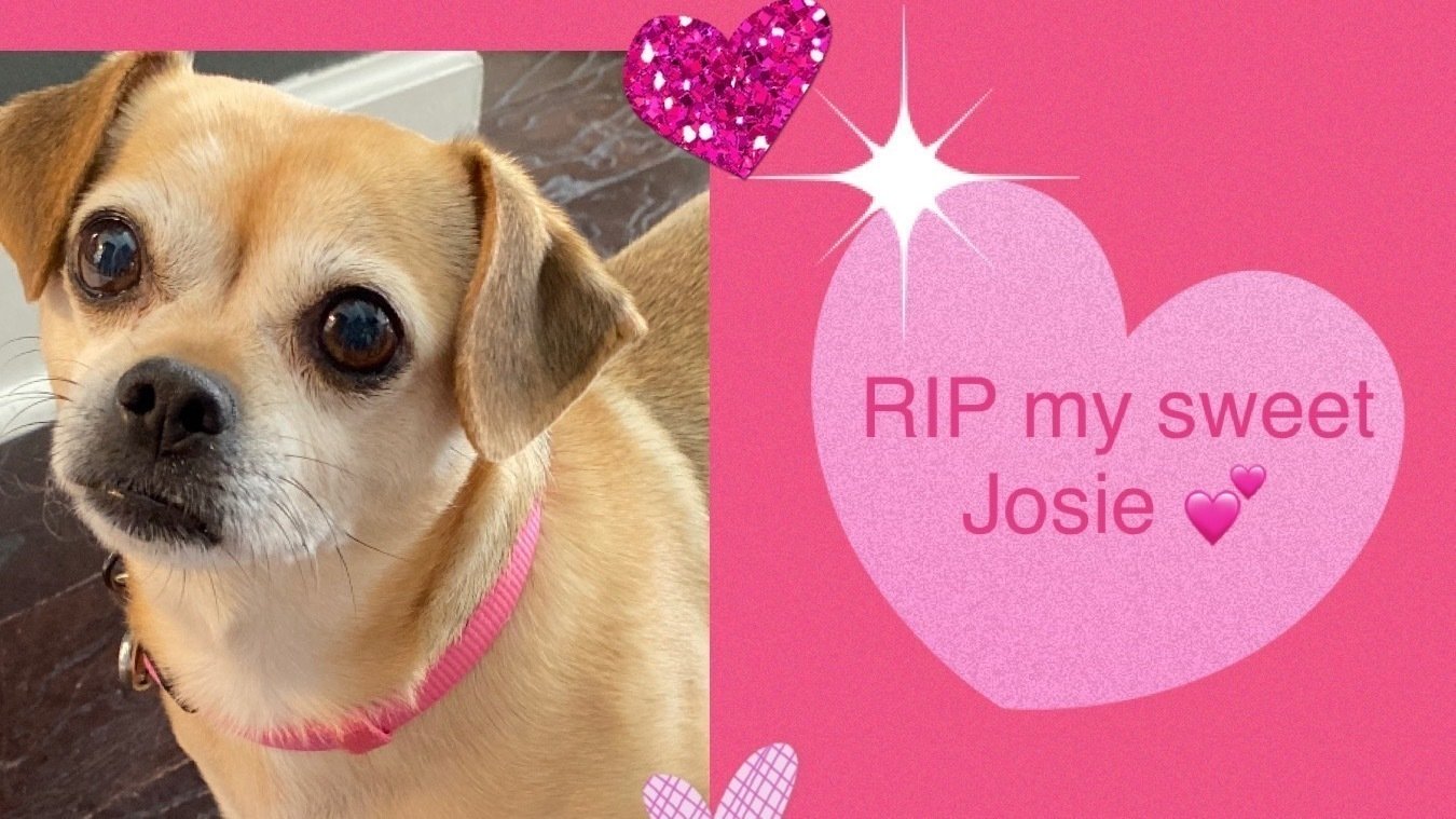 Petition · Stop negligent pet sitters from animal abuse, neglect, and ...