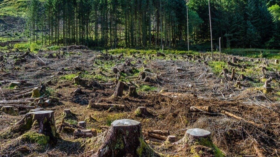 Petition · Stop Deforestation and Protect Our Ecosystems - United ...