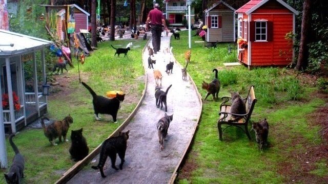 Petition Berlin Cat Park United States Change Org