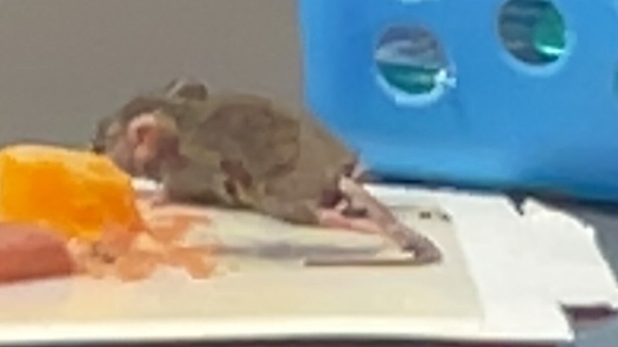 Petition · Implement Humane Mouse Trapping Practices in Our School ...