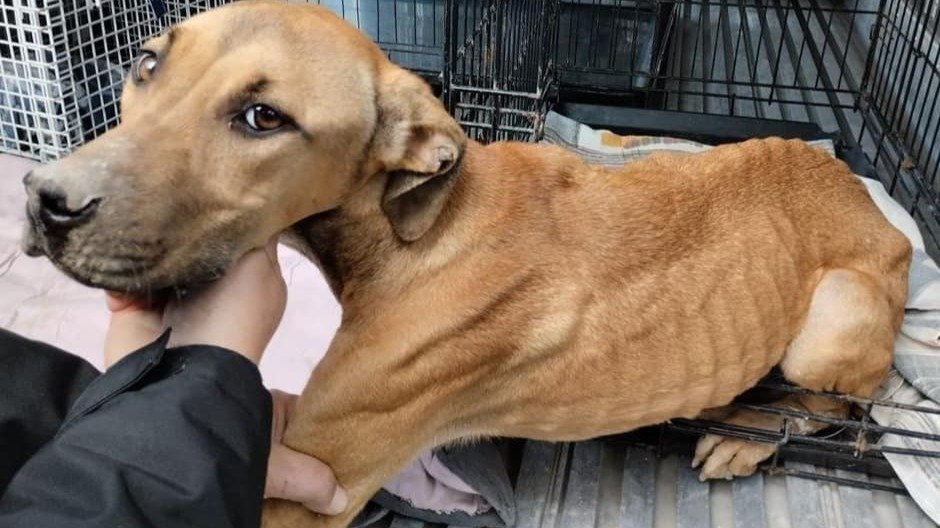 Petition · Stop the unnecessary suffering of dogs in Malta! - Malta ...