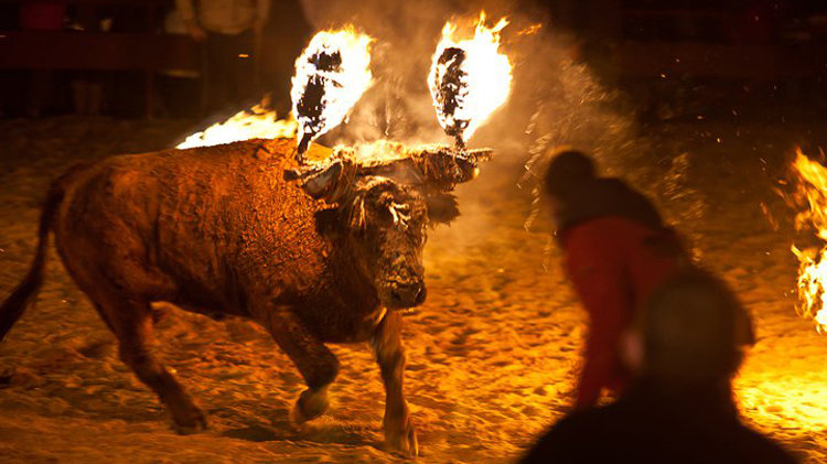 Petition · Stop bullfighting & the "fire bull" in Spain. Boycott animal ...