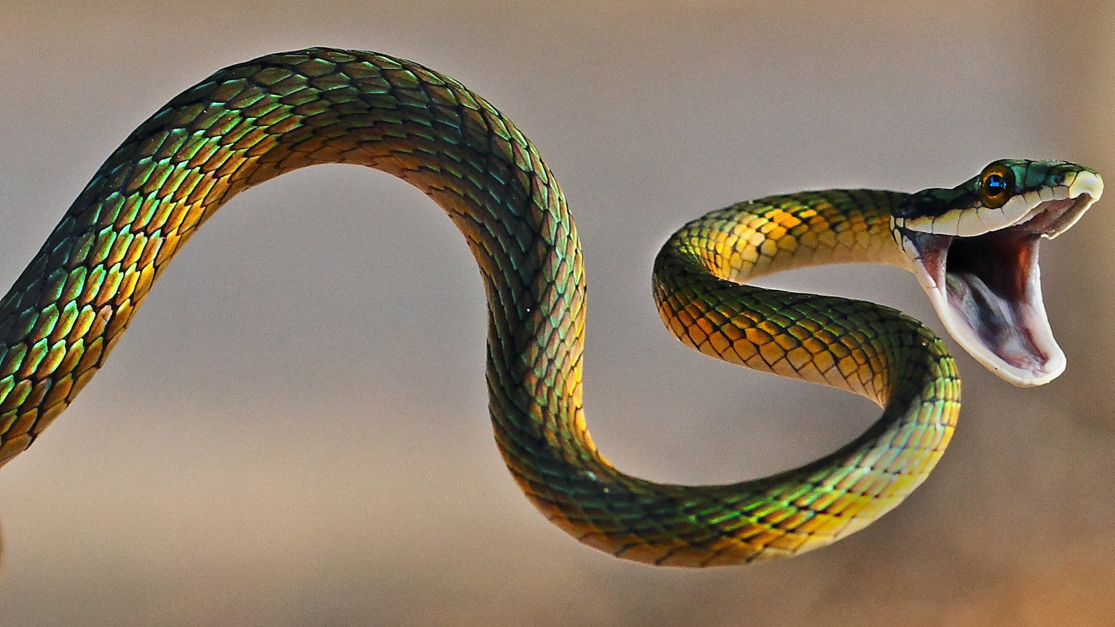 Petition · Change the common name of Snakes to Danger Noodle - United ...