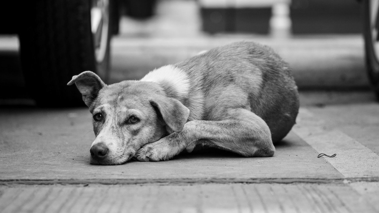 Petition · Pledge to End Dogs Homelessness and Abuse - Philippines ...