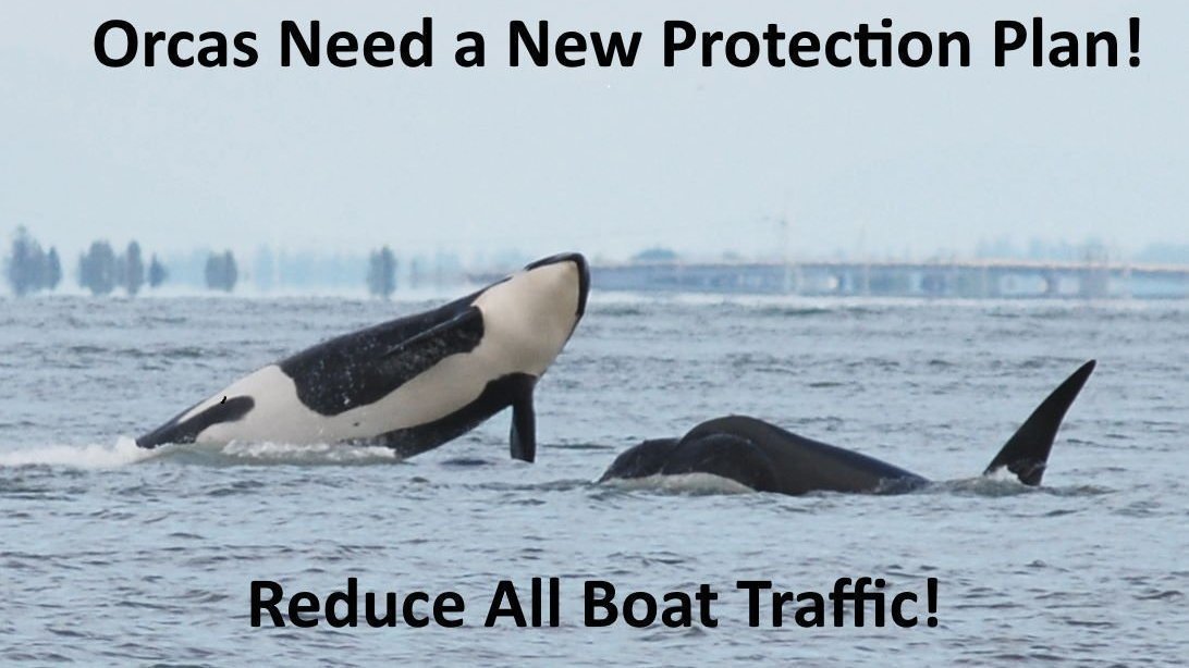 Petition update · Orcas Need A New Protection Plan! · Change.org ...
