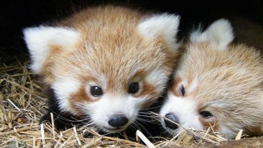 Petition · Save Red Pandas - United States · Change.org