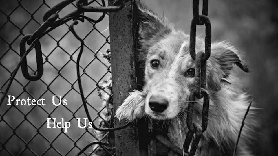 Petition · We want to Protect the Innocent and Defenseless Animals from ...