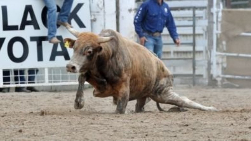 Petition · Ban the barbaric practice of Bull Riding from coming to ...