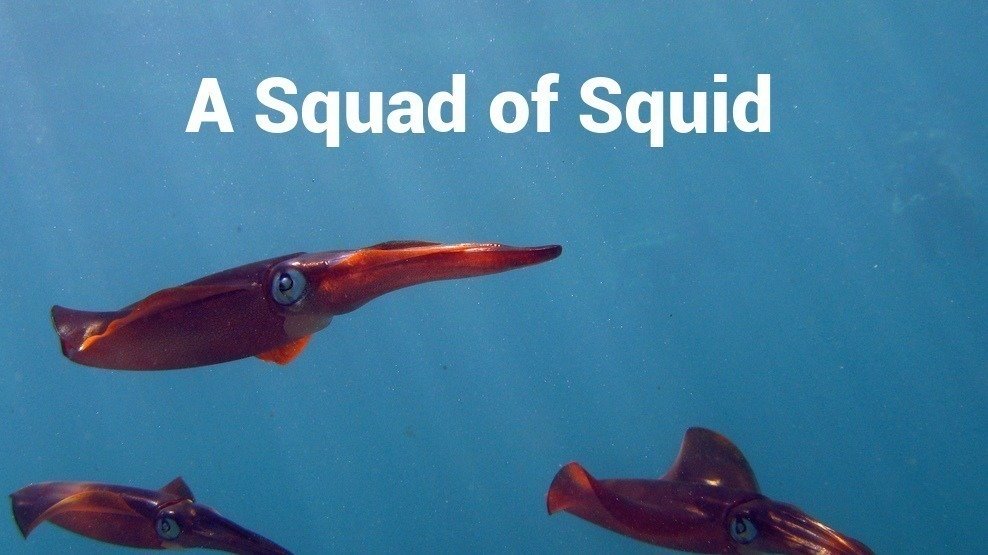 Petition · Change the name for a group of squid to a 'squad' - United ...