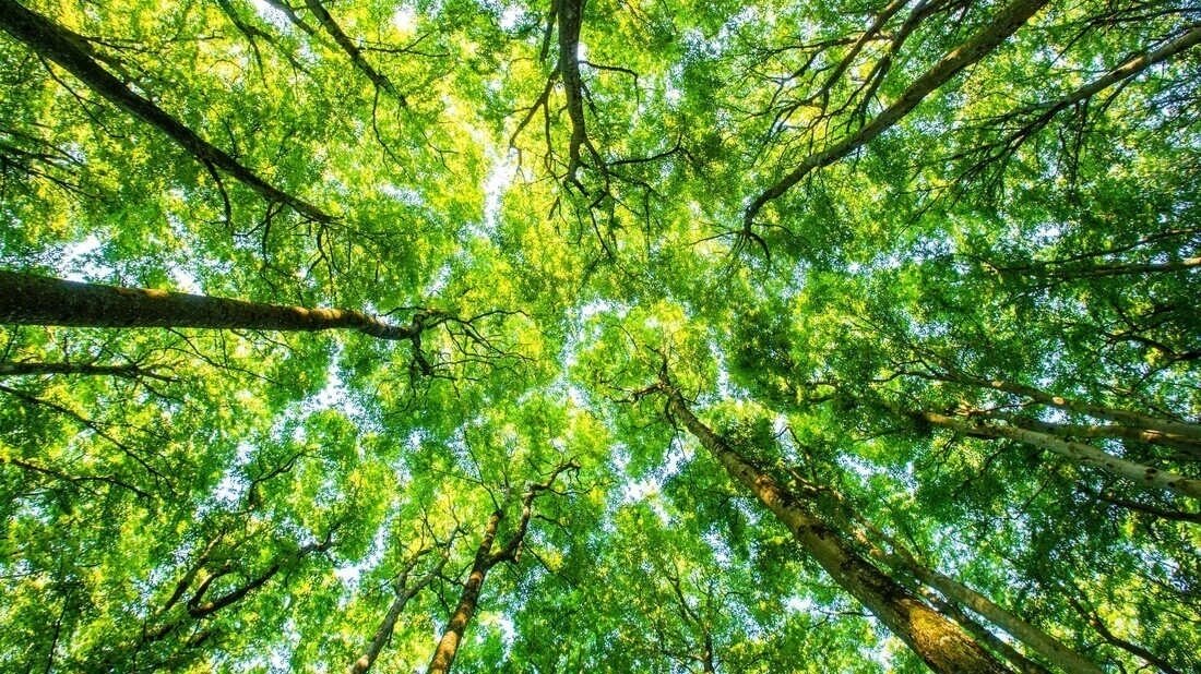 Petition · Stop Bill Gates' Plan to Cut Down 70 Million Trees! - United ...