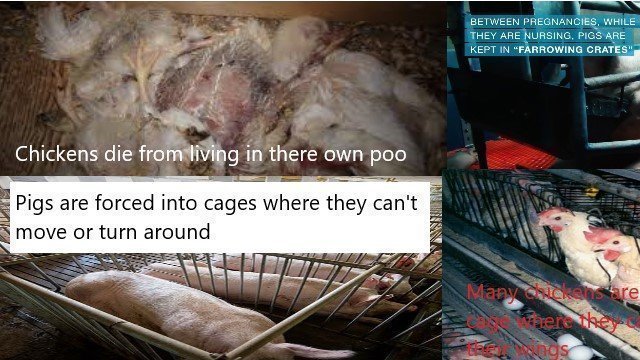 Petition · Save the factory farmed chickens! - Australia · Change.org