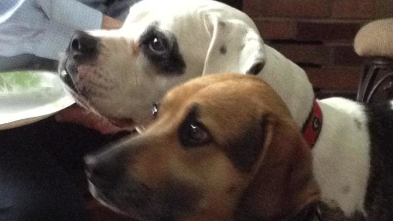 Petition · Protect leashed dogs from reckless drivers from injury and ...