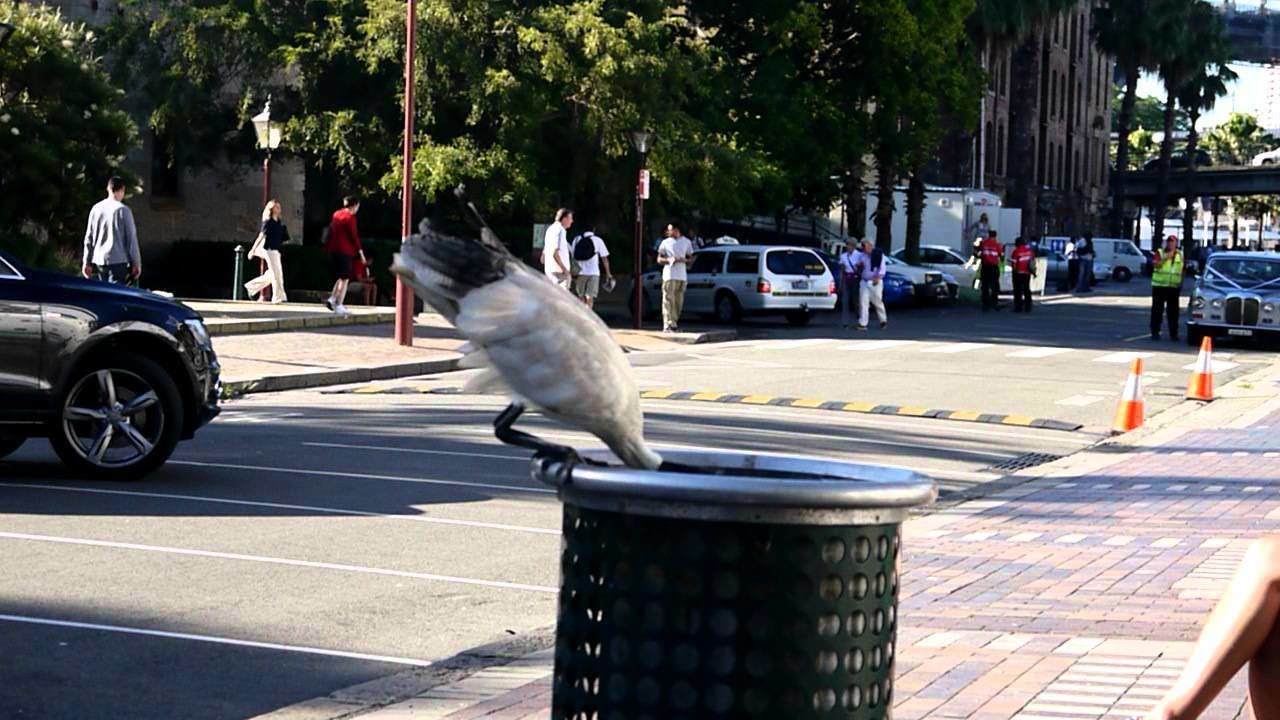 Petition · Officially Change the name of the 'Australian White Ibis' to ...