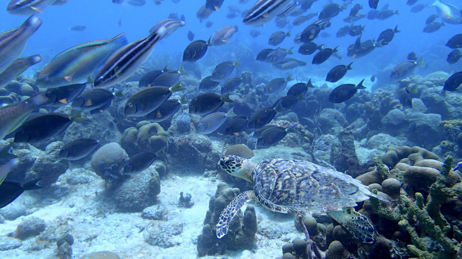 Petition · Expand the protections of the Pacific Remote Islands Marine ...