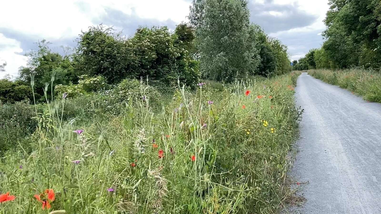 Petition · Provide safe walking and cycling access to the new Greenway ...