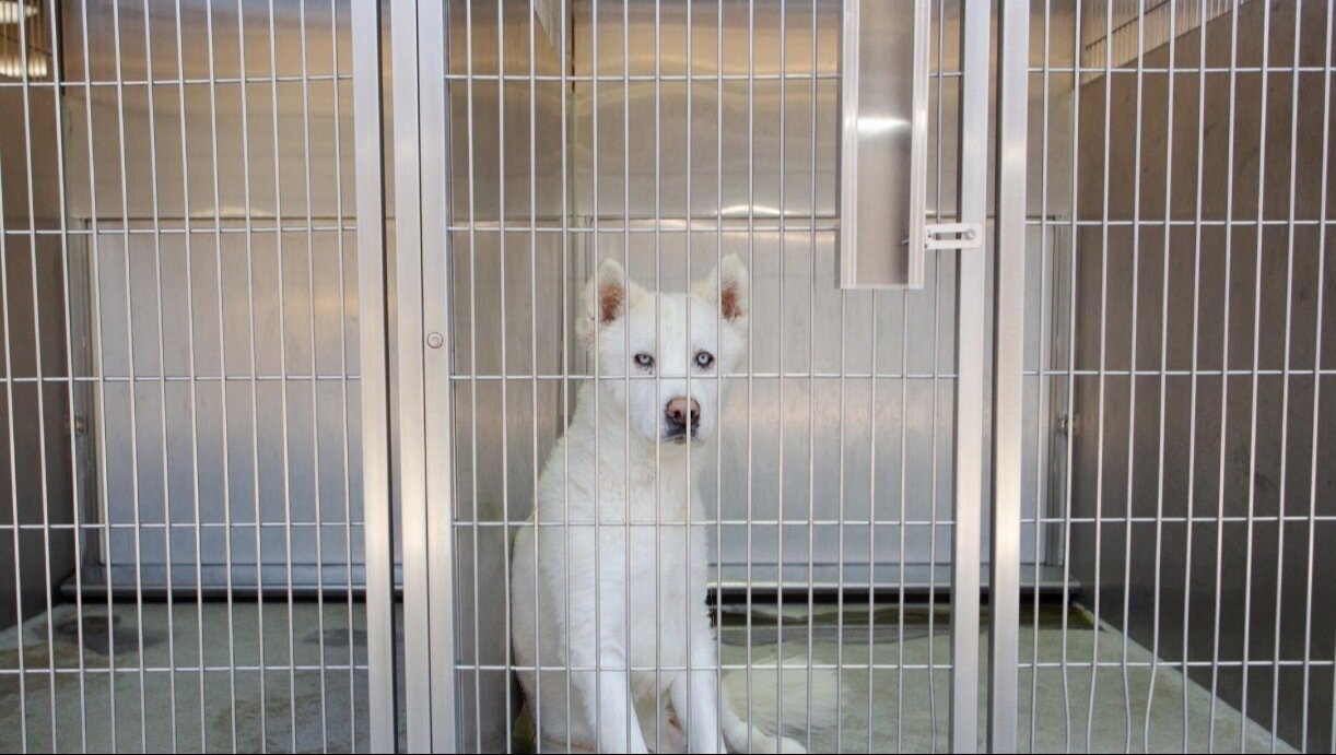Petition · Reform the 10-Day Bite Quarantine Law for Dogs Nationwide ...
