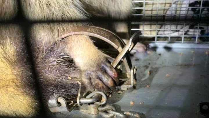 Petition · Ban Inhumane Wildlife Traps - United States · Change.org