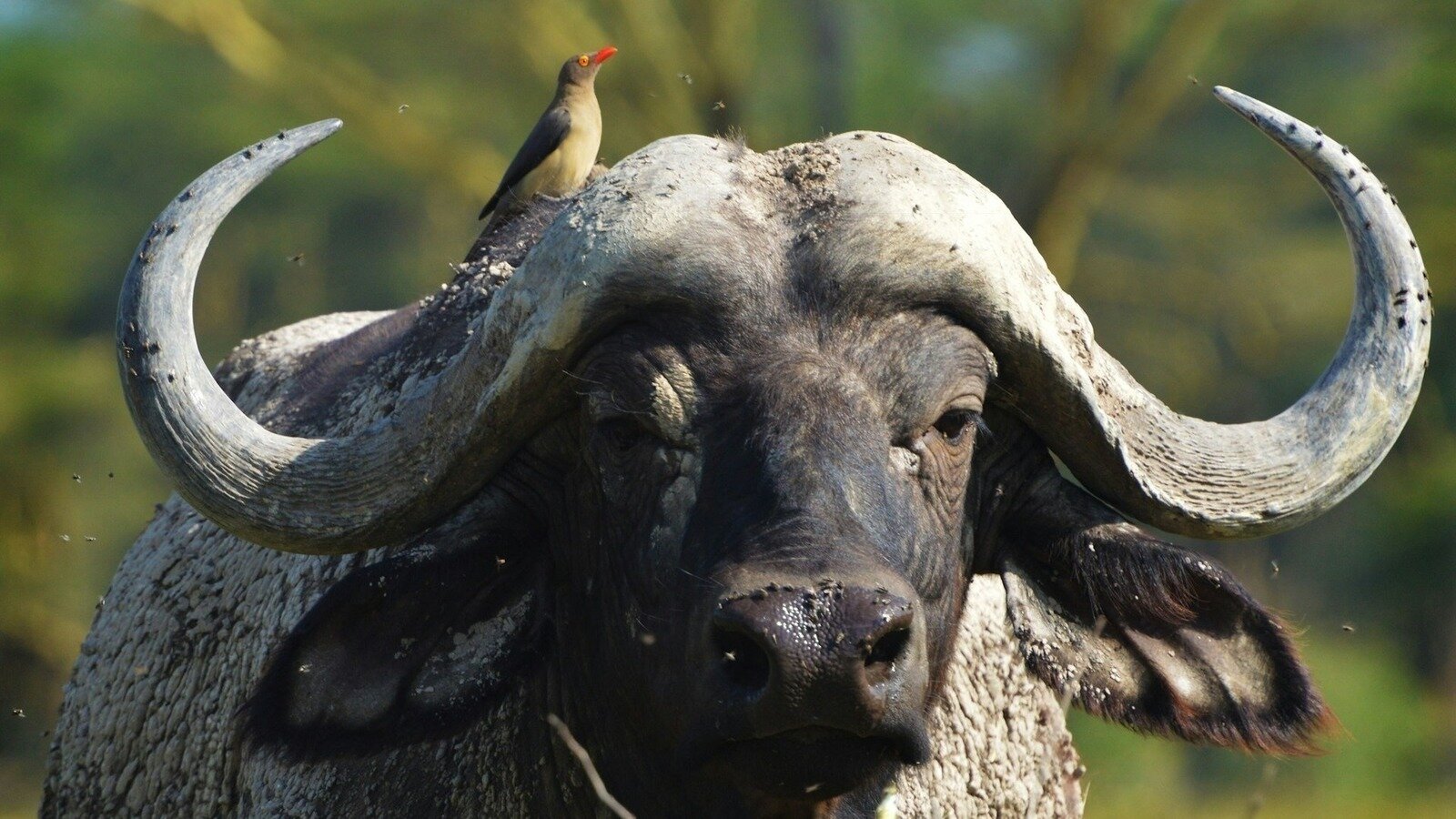 Petition · Died Hunting a Wild Animal—End Trophy Hunting for Good ...