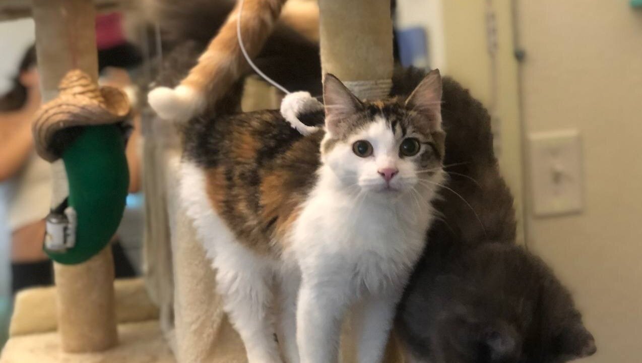 Petition · Moreno Valley animal shelter needs to take accountability ...