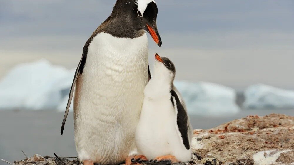 Petition · Gentoo penguins need your help! - New Zealand · Change.org