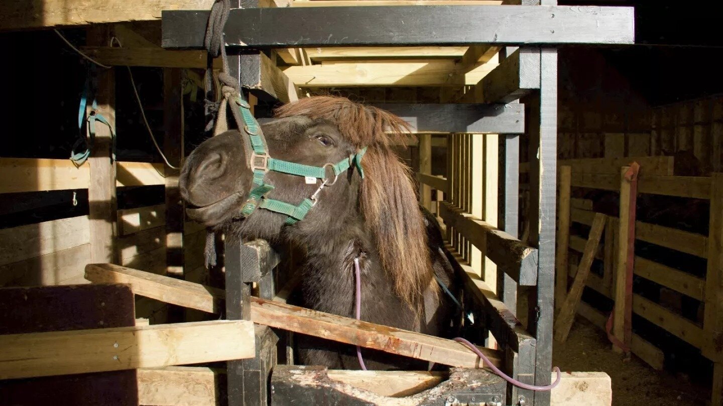 Petition · PUT AN END TO ICELANDIC HORSE BLOOD FARMS - United States ...
