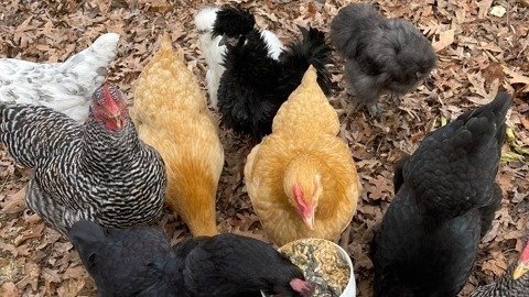 Petition · Please help save our chickens!!! - Springfield, United ...