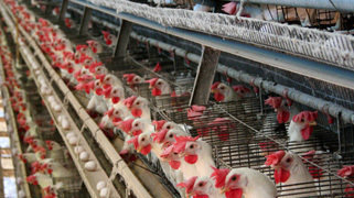 Petition · Make a Legal Definition of Free Range - Auckland, New ...