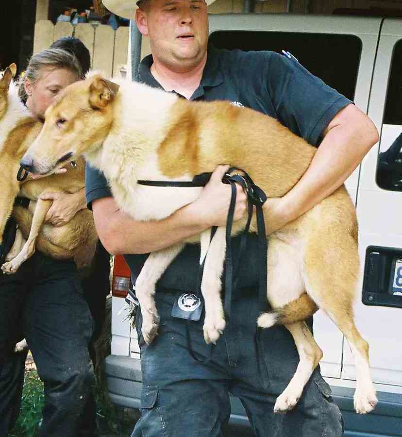 Petition · Stop killing innocent animals that do not have a home ...