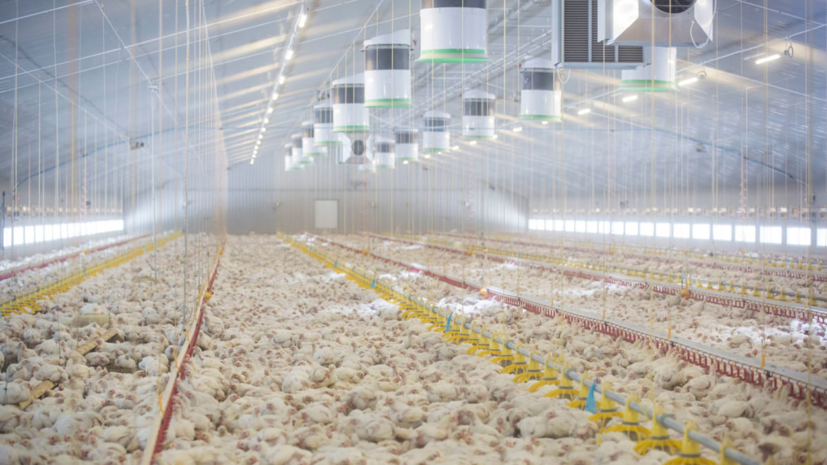 Petition · Stop the inhumane treatment of animals by consuming less ...