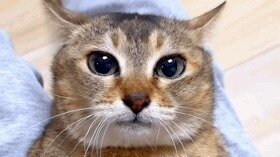 Petition · Celebrate World Tole Tole (Cat) Day, August 13th, also known ...