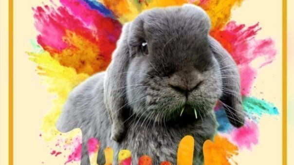 Petition · Rights for rabbits - United Kingdom · Change.org