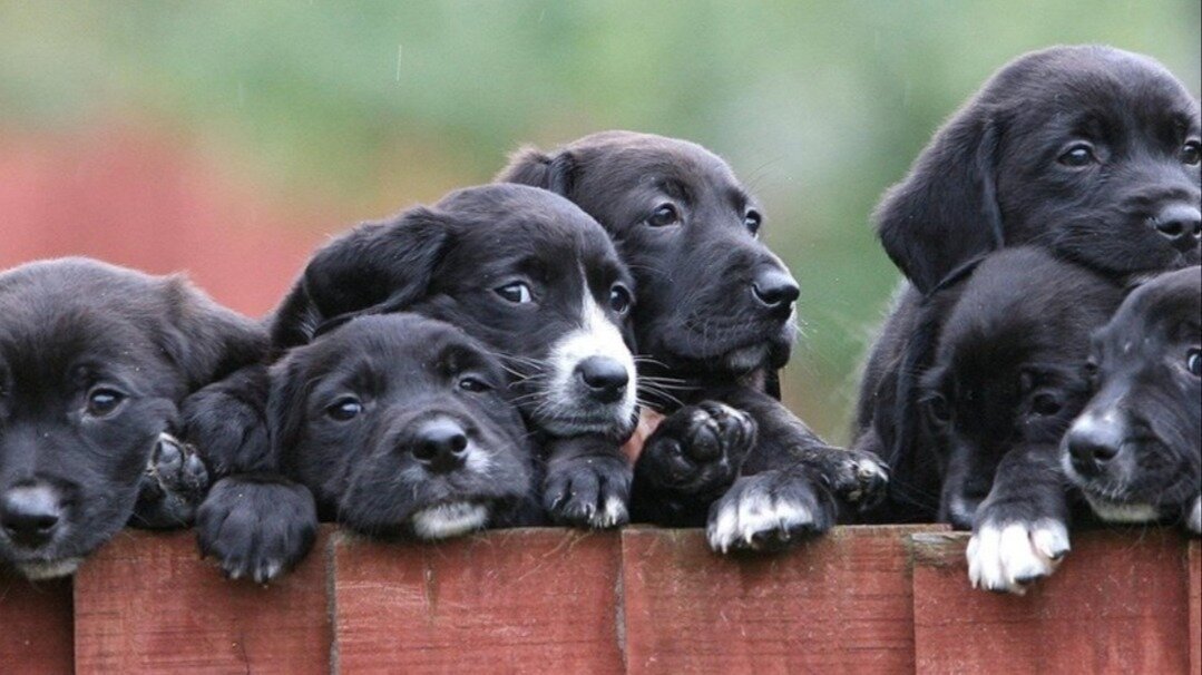 Petition · Implement Strict Laws Against Inhumane Puppy/Animal Farming ...