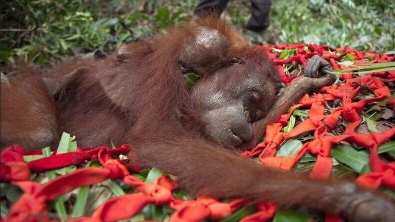 Petisi · Illegal hunting of orangutans in kalimantan - Indonesia ...