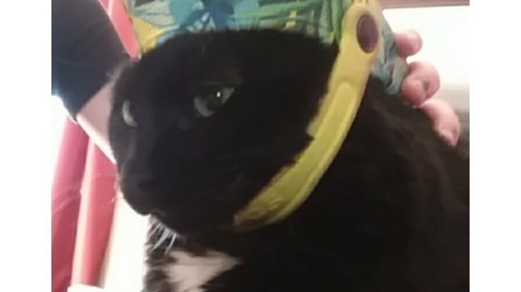 Petition · Oreo to be able to come to school with evan - United States ...