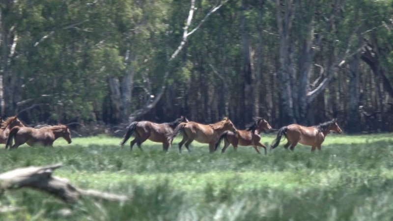 Petition · STOP THE CULL OF HORSES AND 'PESTS' IN BARMAH FOREST ...