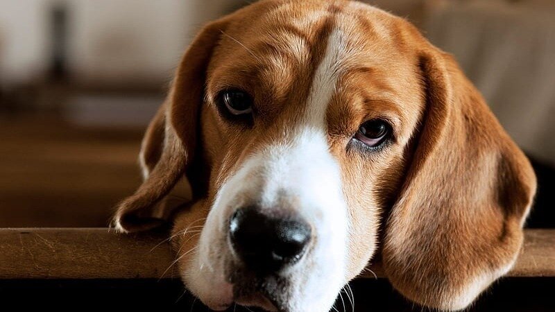Petition · Pawsitive Progress: Beagle-Free Labs Campaign - Stop Lab ...