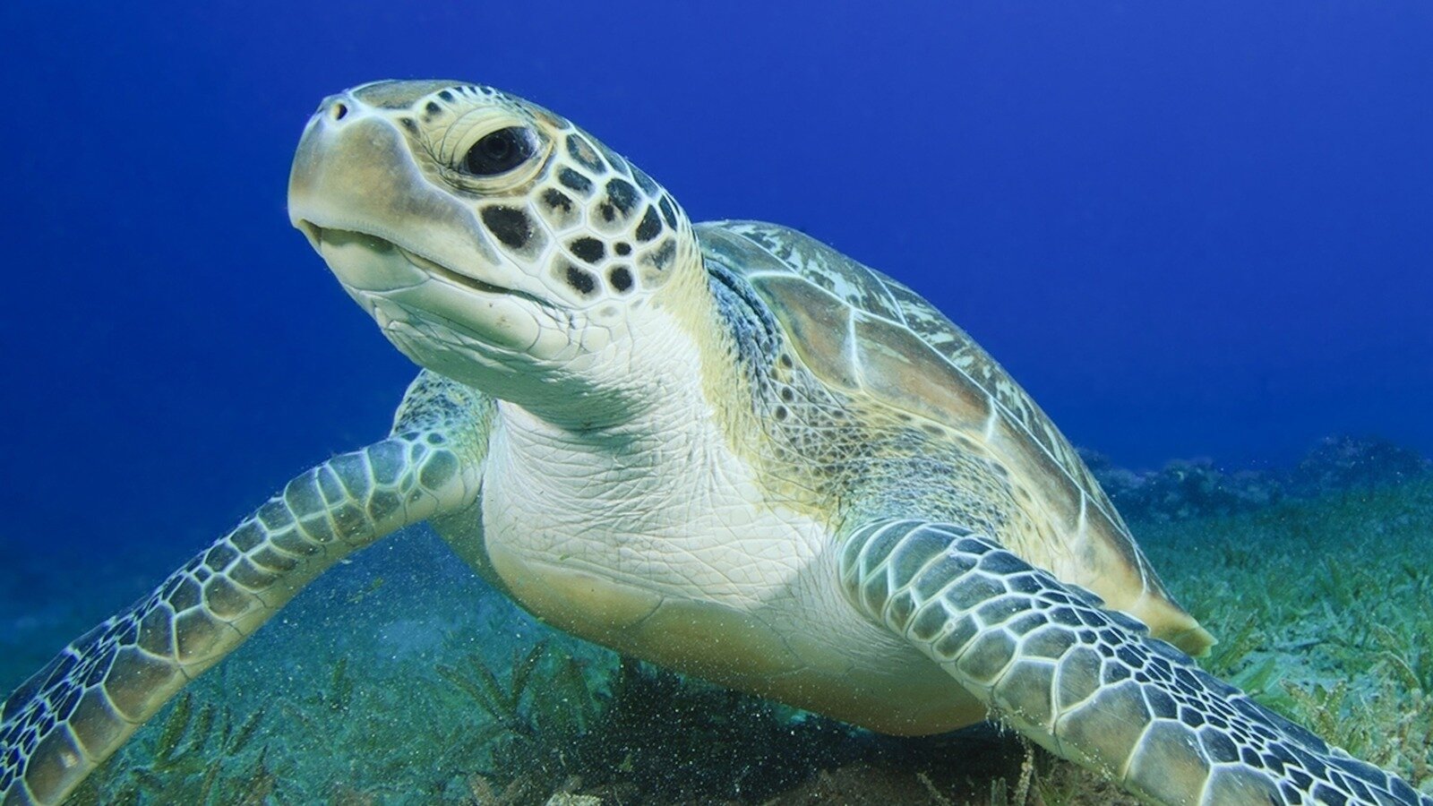 Petition · Keep tourism away from green sea turtles - United States ...